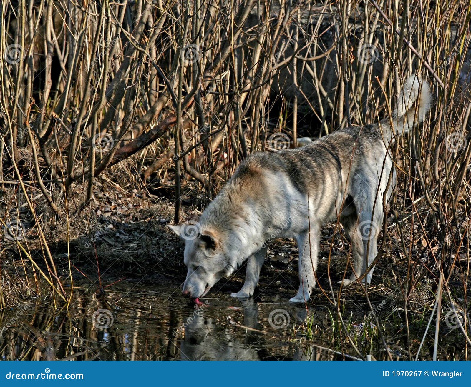 The Wild Stray Dog. Royalty Free Stock Photography - Image: 1970267
