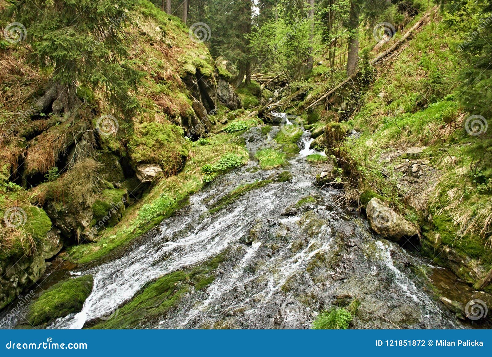 Wild Stream Flowing through a Forest in the Mountains Stock Photo ...