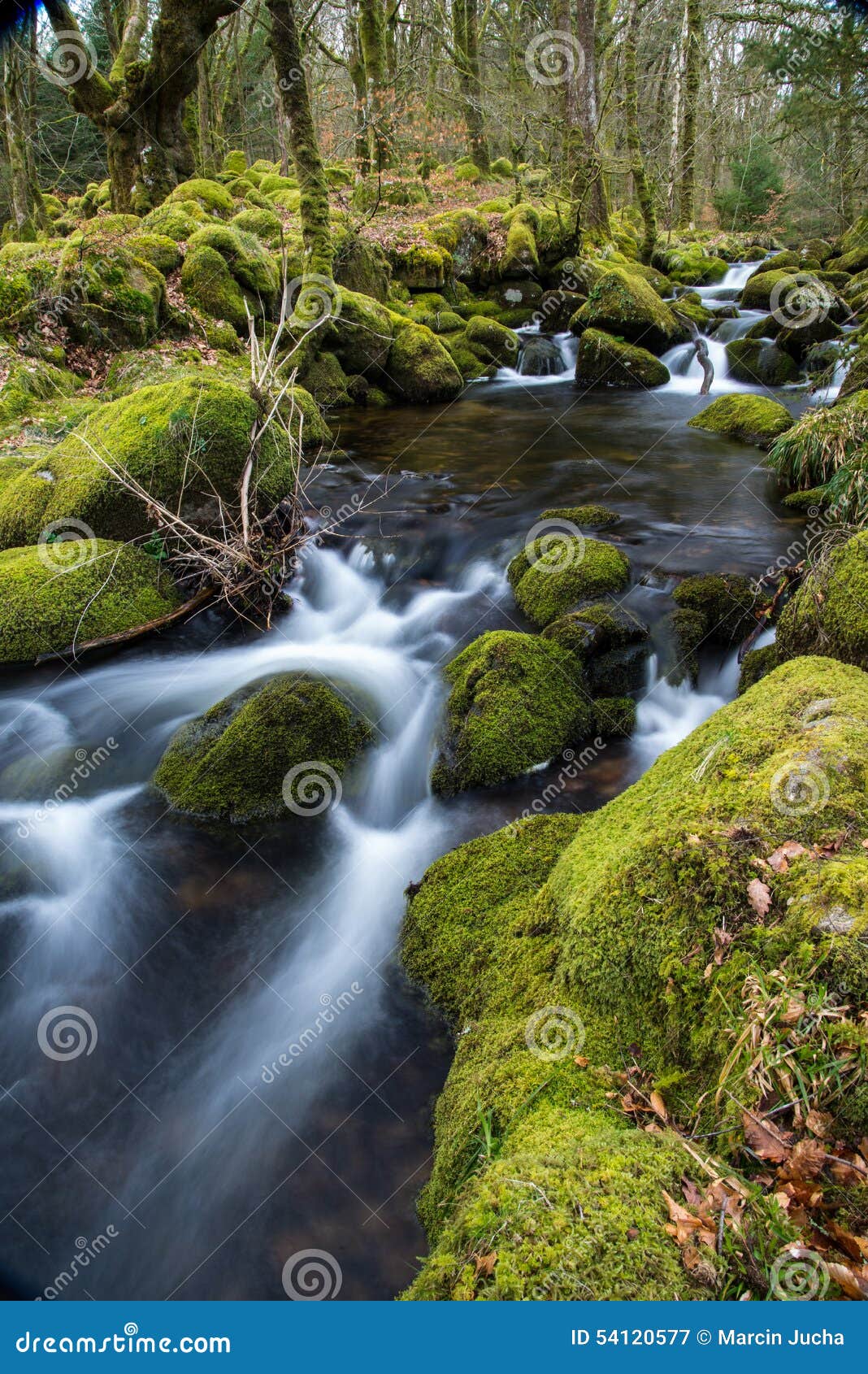 Wild Stream in Old Woodland,time Lapse Water Motion Stock Image - Image ...