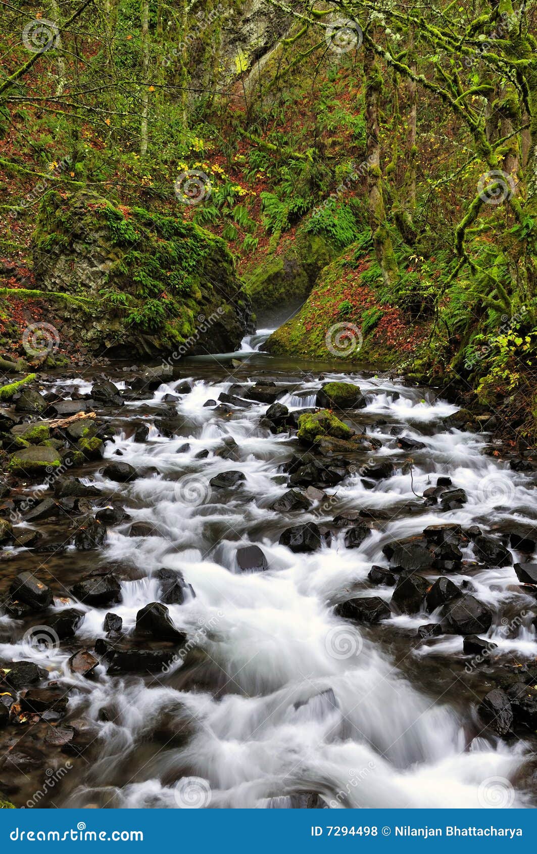 Wild Stream with Silky Smooth Water Stock Photo - Image of forest ...