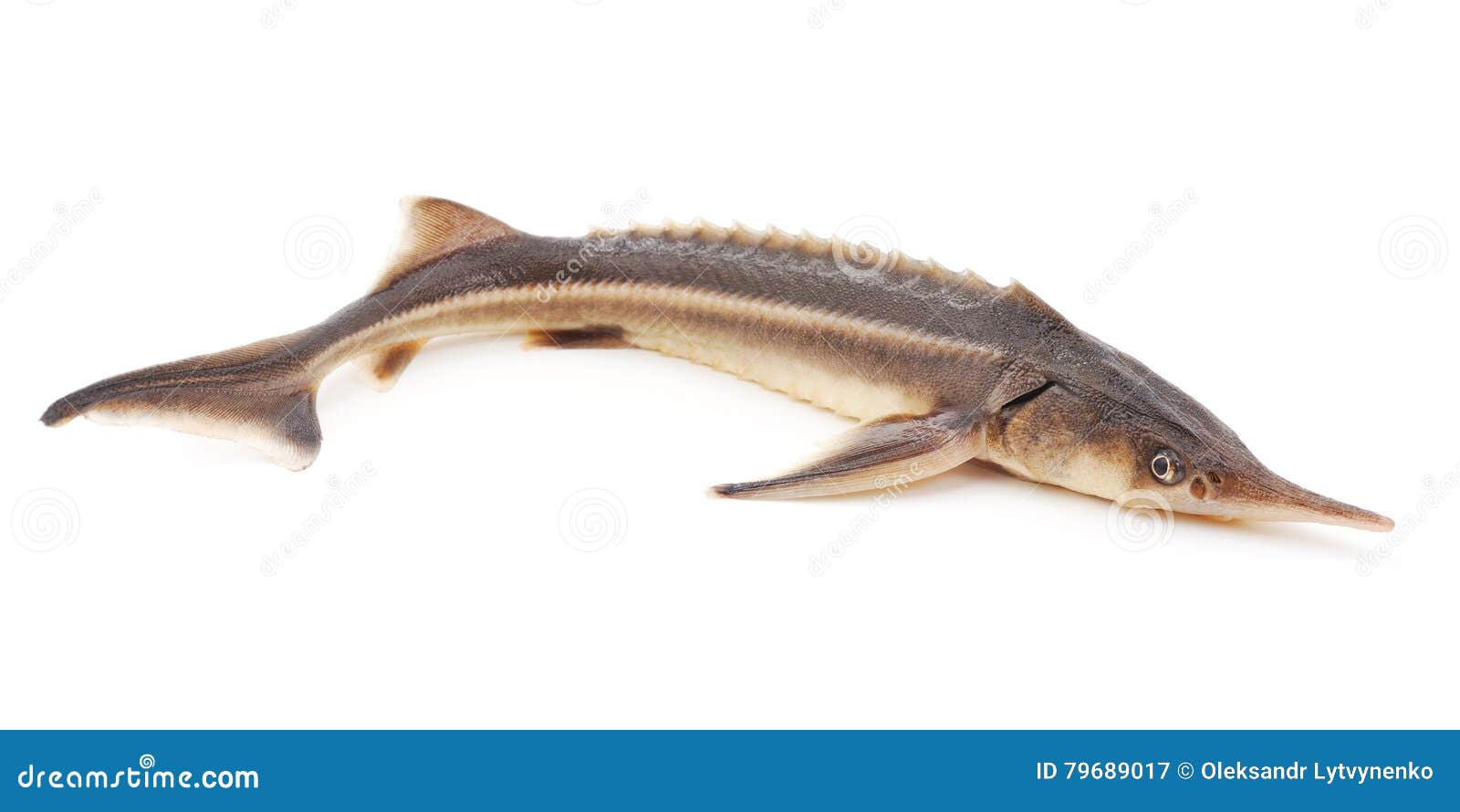 Wild sturgeon. stock image. Image of gourmet, wildlife - 79689017