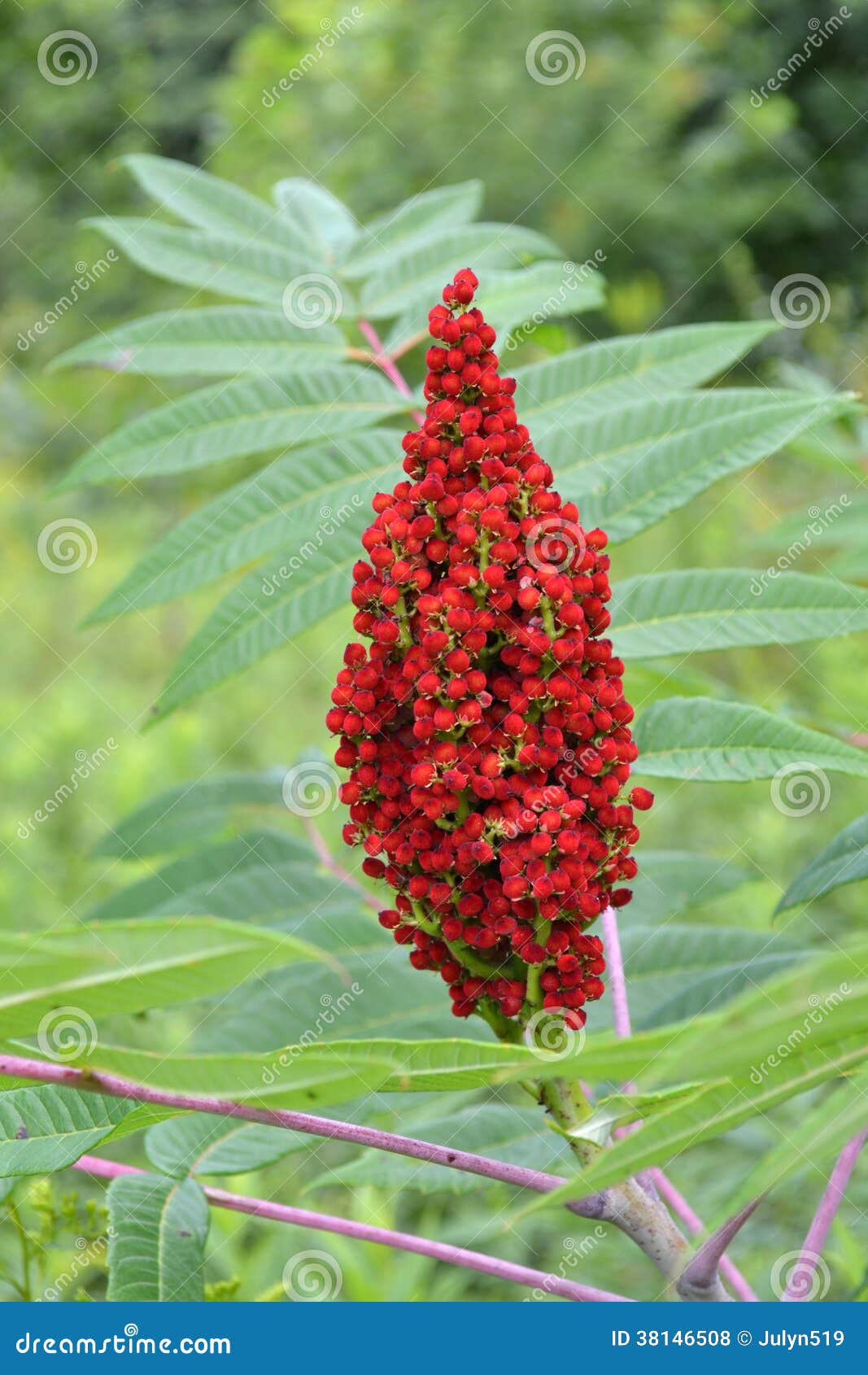 Wild Sumac II stock photo. Image of bush, spikey, nature - 38146508