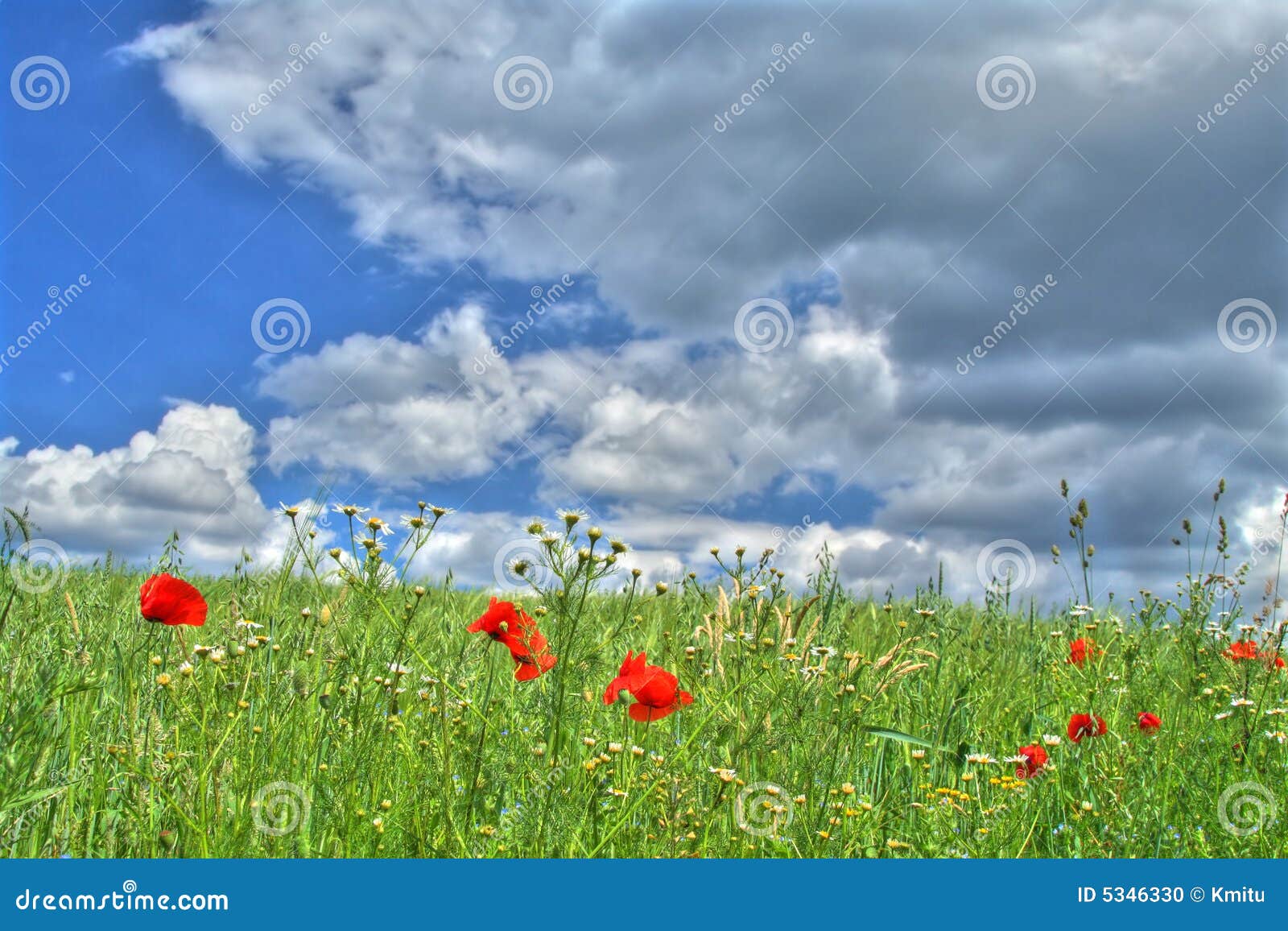 Wild summer meadow stock photo. Image of bush, blade, close - 5346330