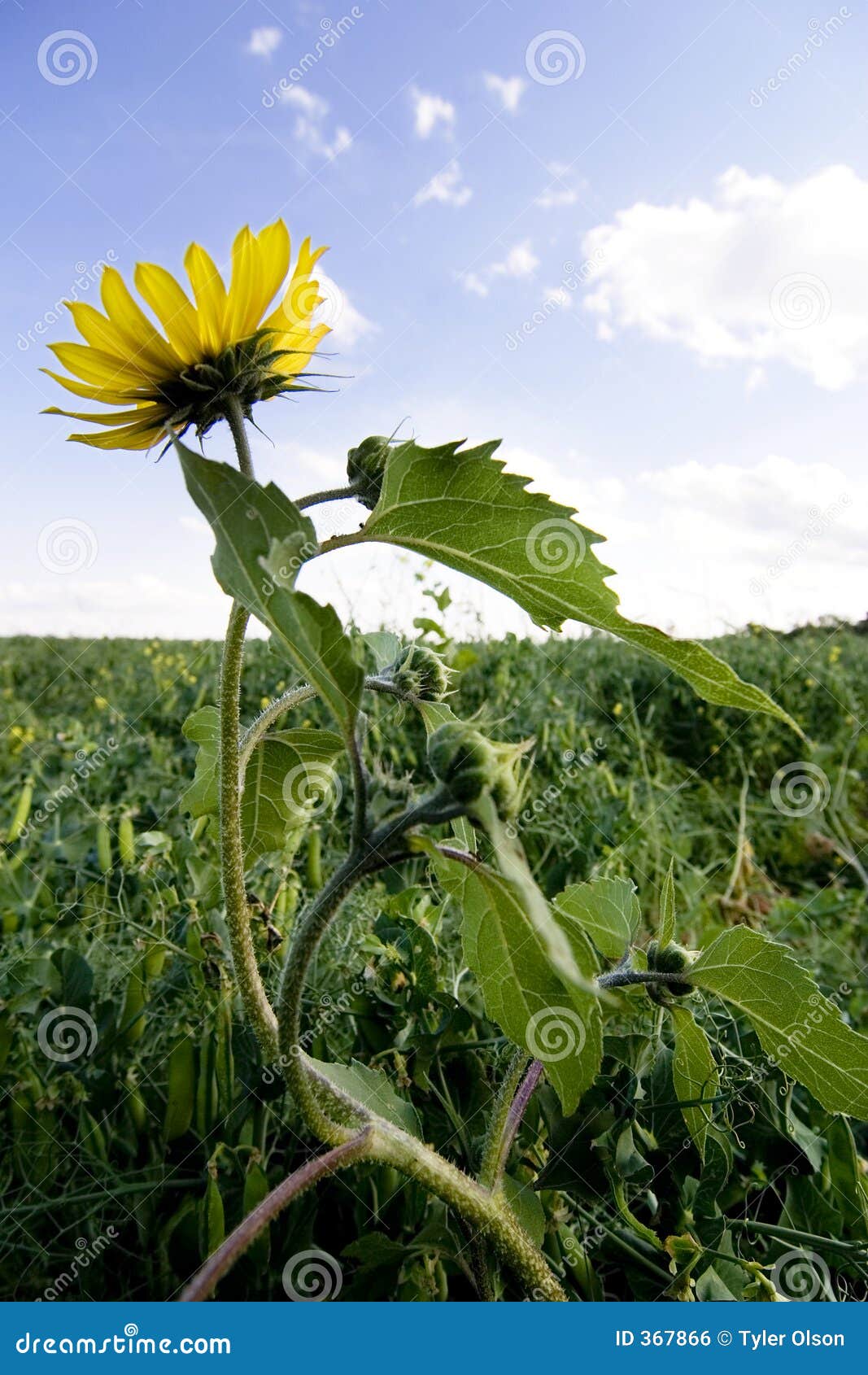 Wild Sunflower stock photo. Image of pursue, helianthus - 367866