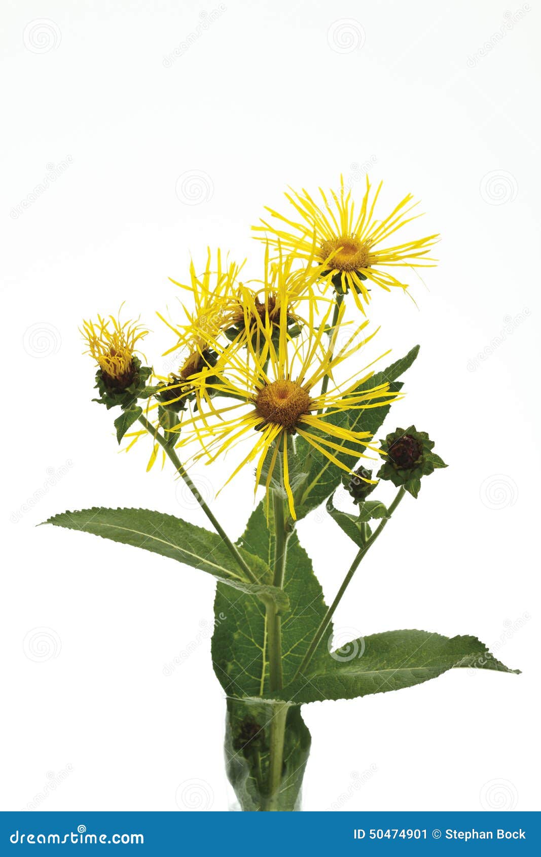 Wild Sunflower (Inula Helenium L.) Stock Image - Image of yellow ...