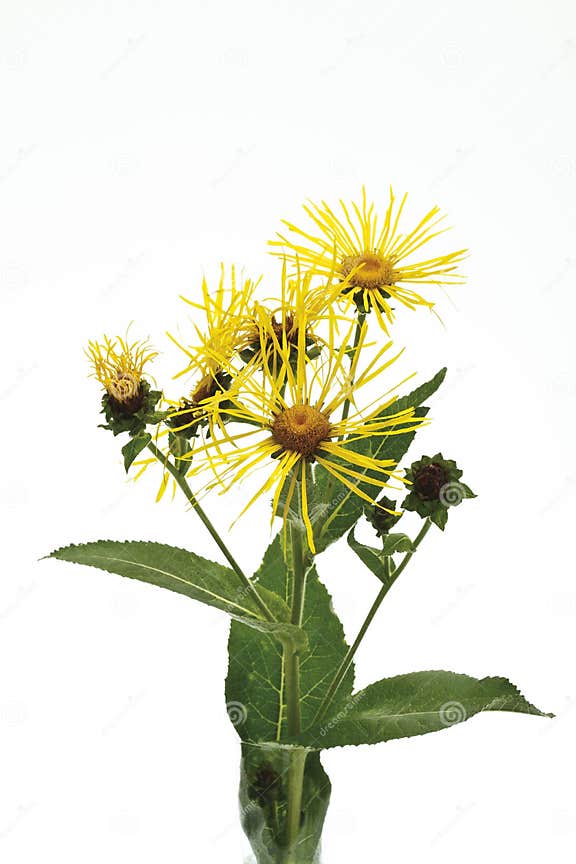 Wild Sunflower (Inula Helenium L.) Stock Image - Image of yellow ...