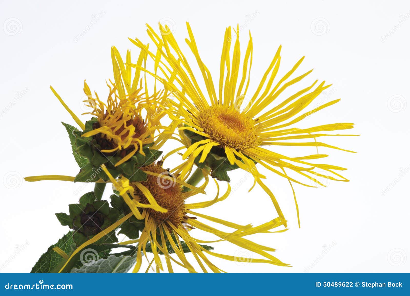 Wild Sunflower (Inula Helenium L.) Stock Photo - Image of bloom, herb ...