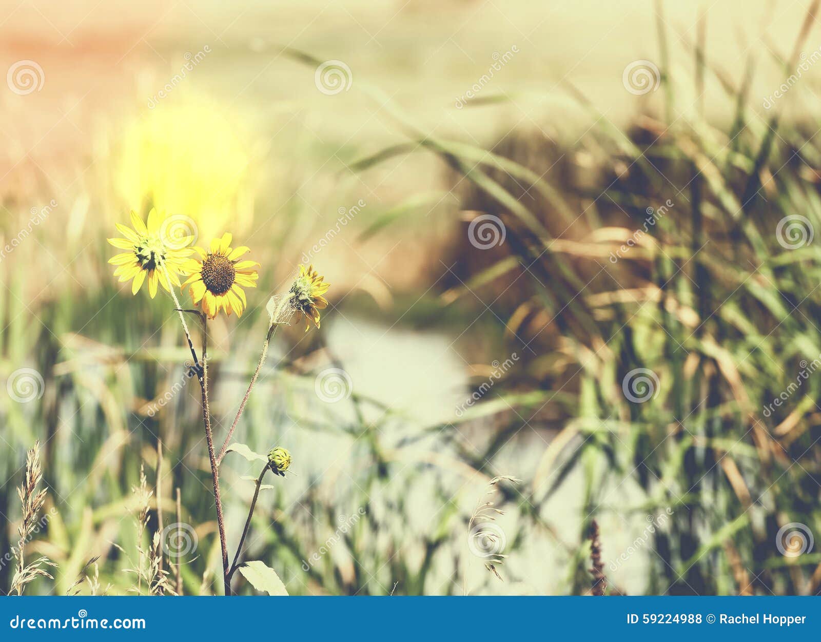 Wild Sunflowers on the Edge of a Marsh Rural America Stock Photo ...