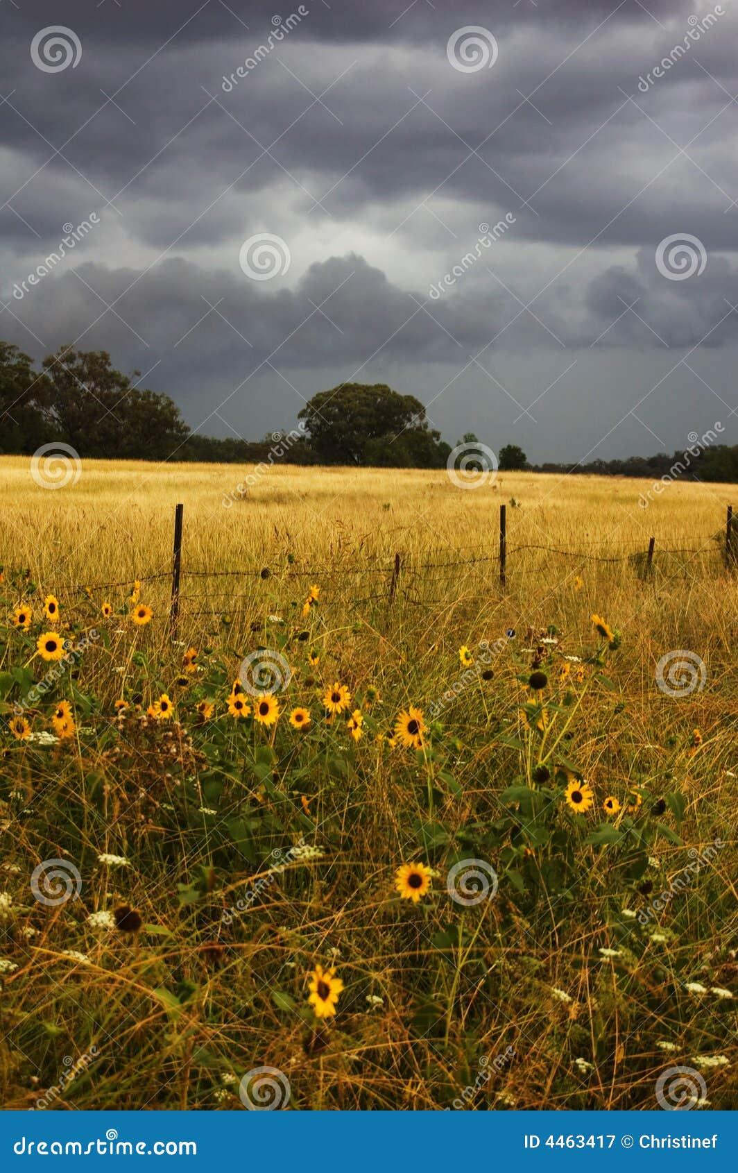 Wild sunflowers in storm stock image. Image of contrast - 4463417
