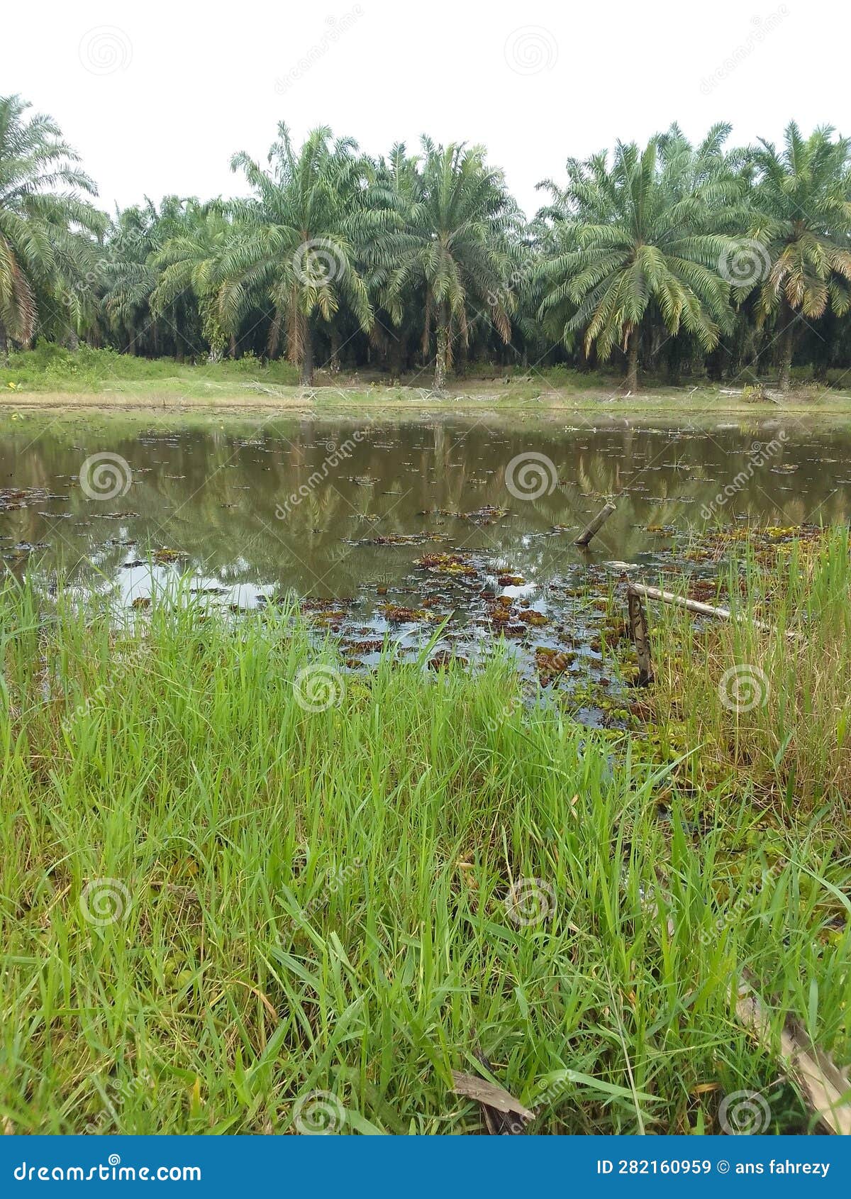 Wild Swamp on the Edge of the Palm Forest Stock Image - Image of palm ...