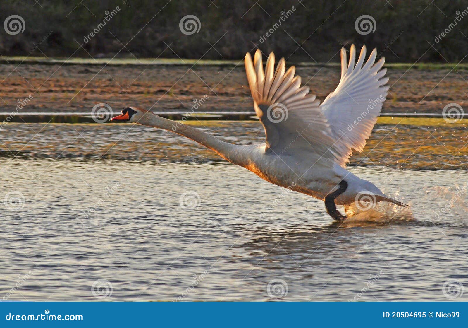 Wild swan stock image. Image of rivers, light, swans - 20504695