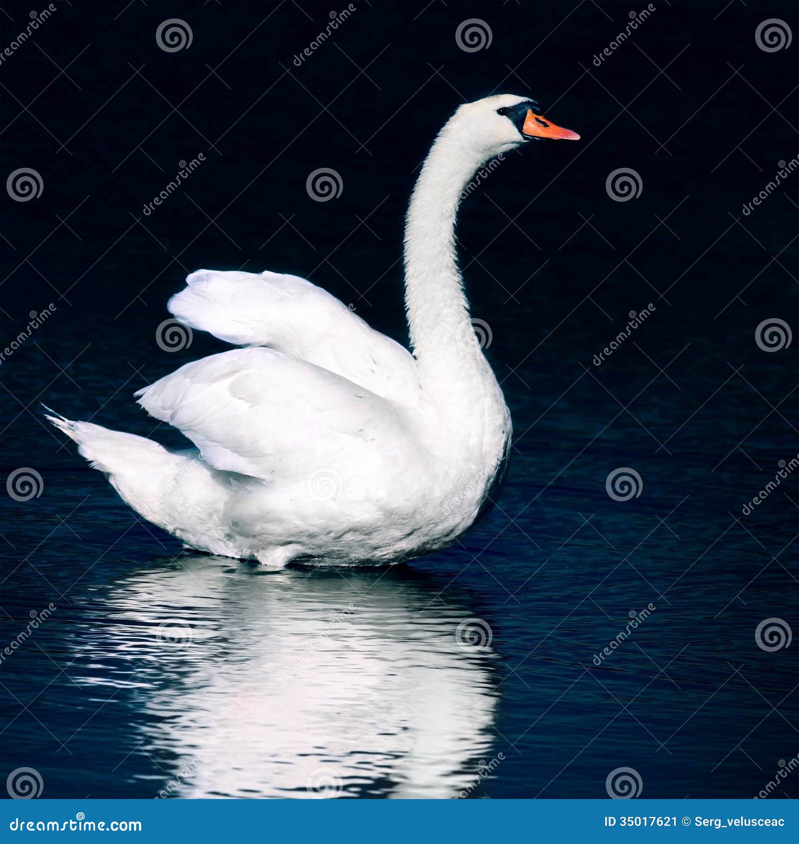 Wild swan stock image. Image of body, closeup, morning - 35017621