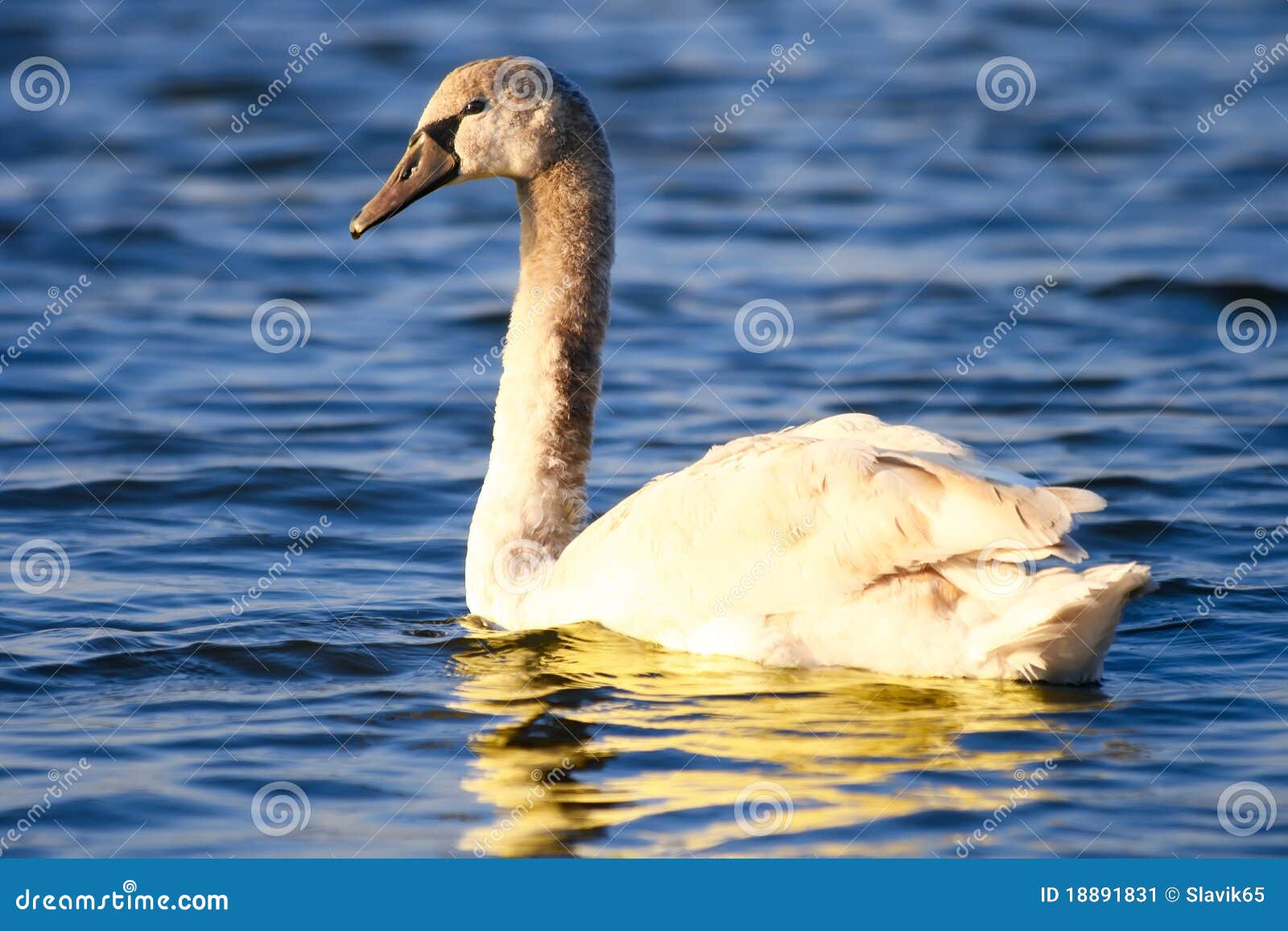 Wild swan on sea waves stock image. Image of look, float - 18891831