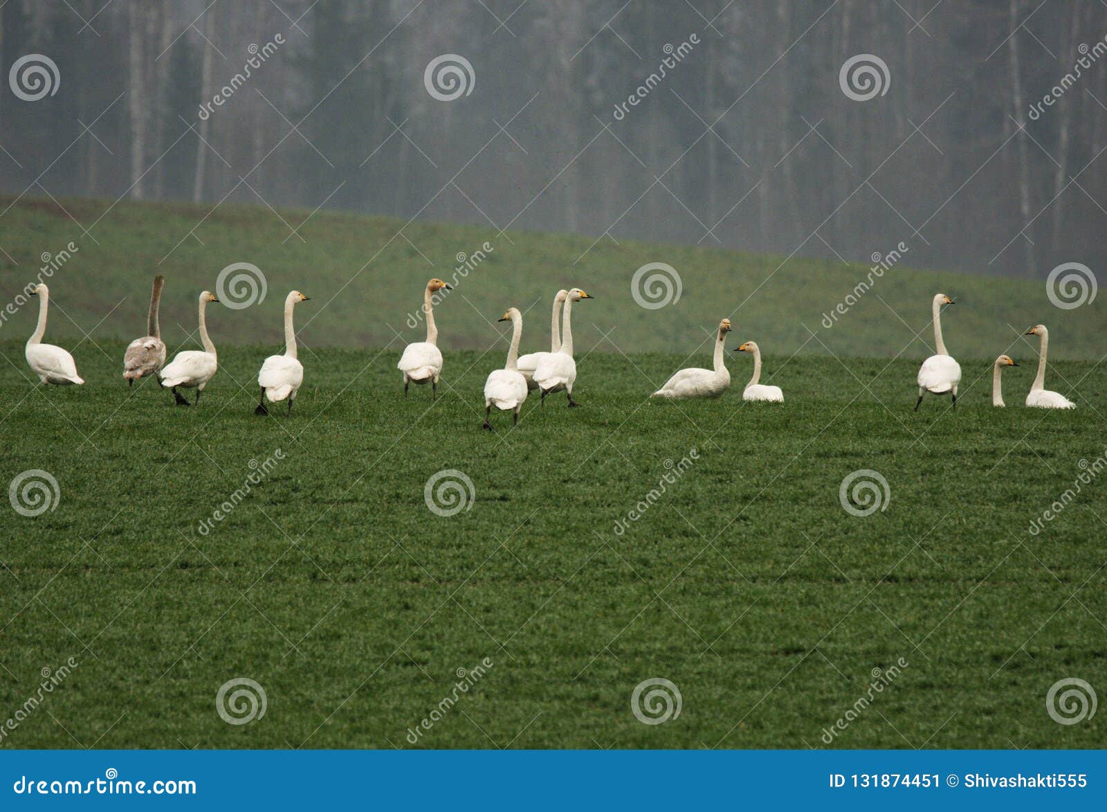 Wild swans stock image. Image of green, swans, wild - 131874451