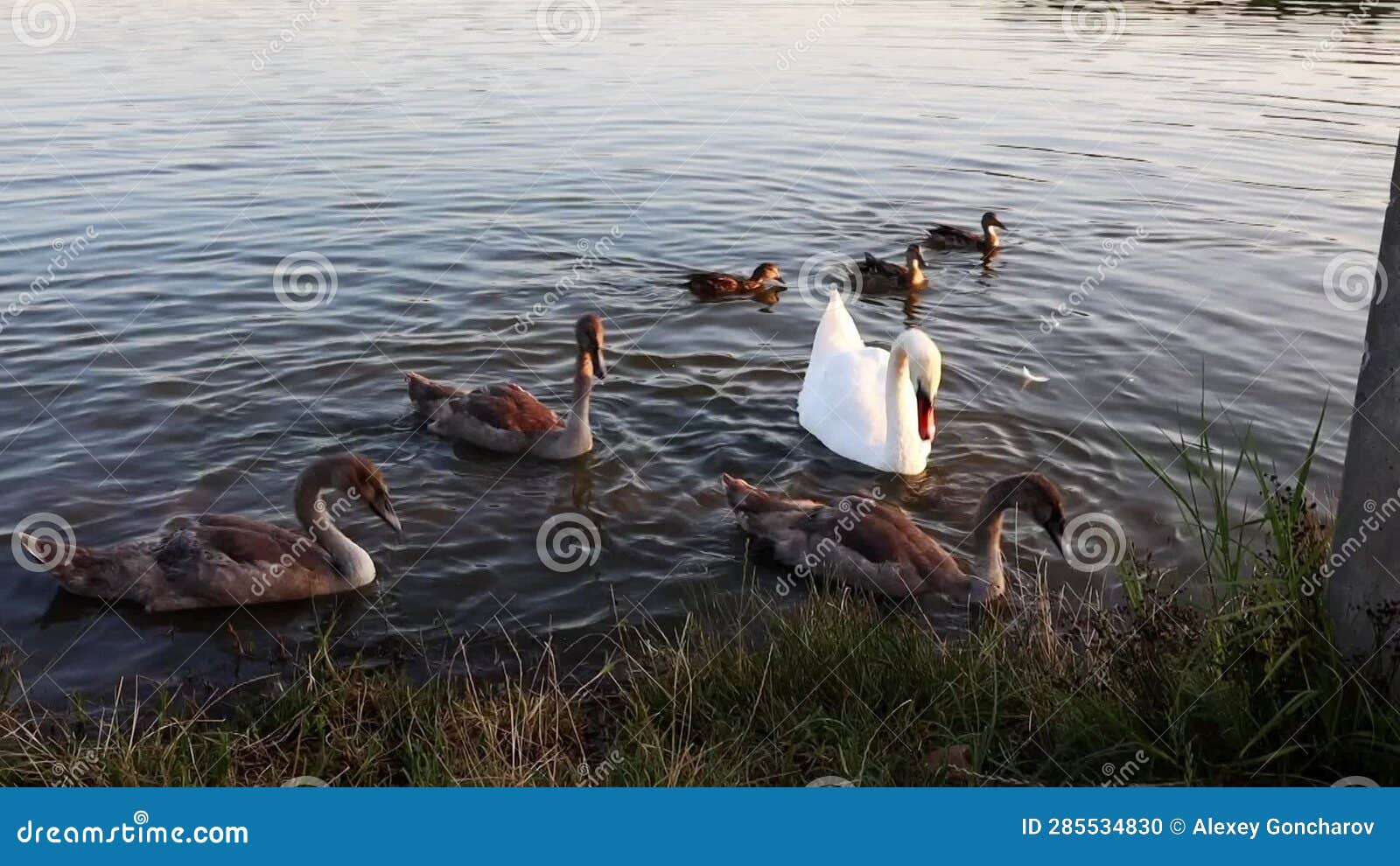 Wild Swans Swam Ashore on the River and Feed on Food Stock Footage ...