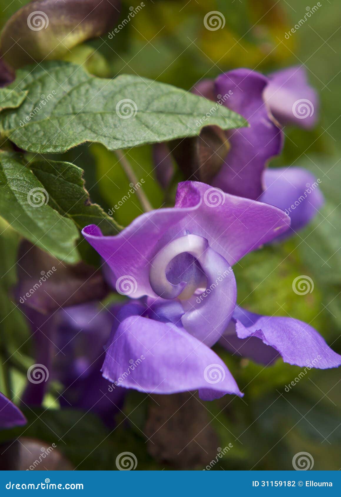 Wild Sweet Pea stock photo. Image of flower, outdoors - 31159182