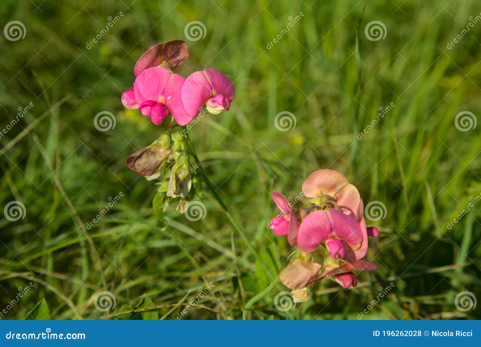 Wild Sweet Peas Growing On Sand Dunes At A Surf Beach In Gisborne, New ...