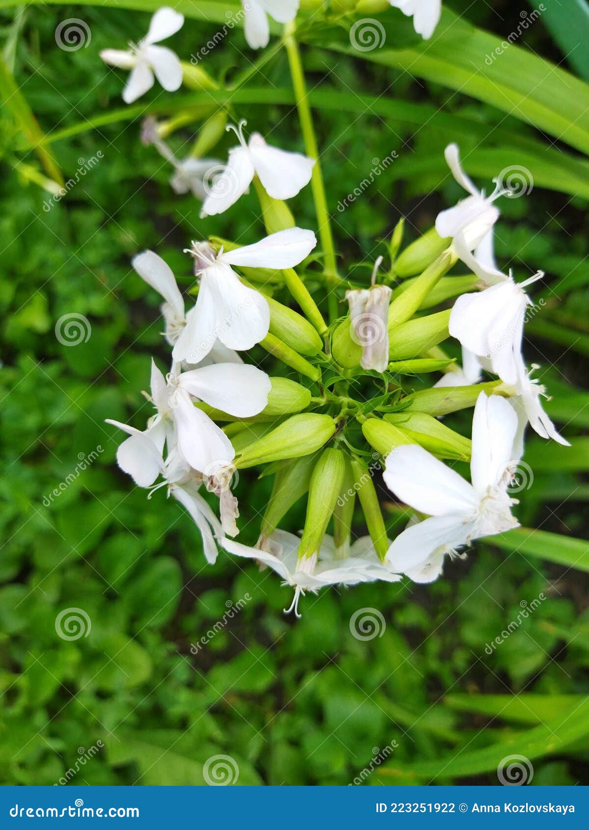 Wild sweet William stock photo. Image of white, wild - 223251922