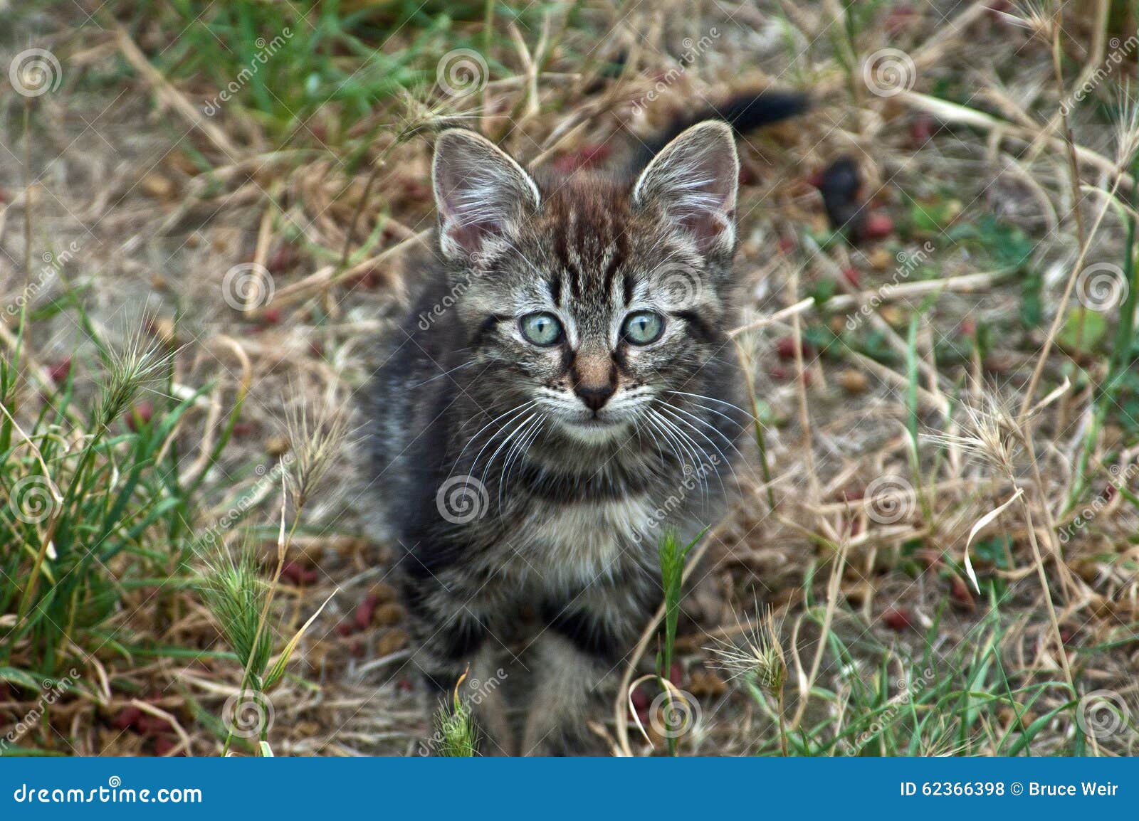 Wild kitten / kitty. stock photo. Image of pixie, grass - 62366398