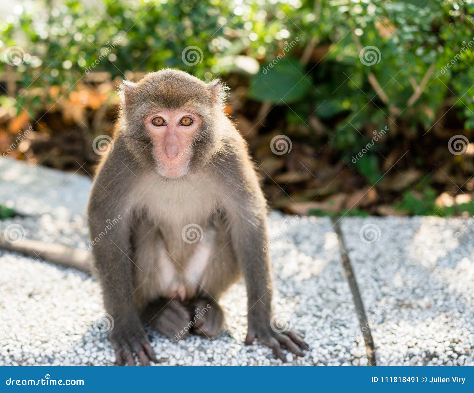 Wild Taiwanese Formosan Rock Macaque Monkey Stock Image - Image of ...