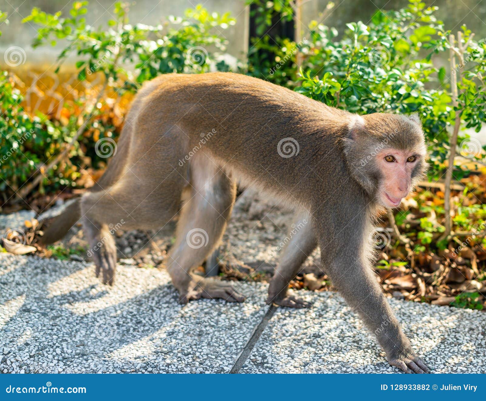 Wild Taiwanese Formosan Rock Macaque Monkey Walking Stock Photo - Image ...