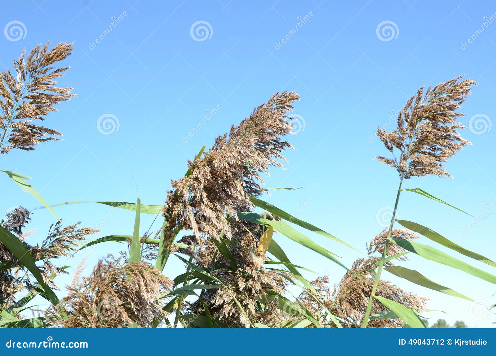Wild Tall Grass Growing Near the Water. Stock Photo - Image of grass ...