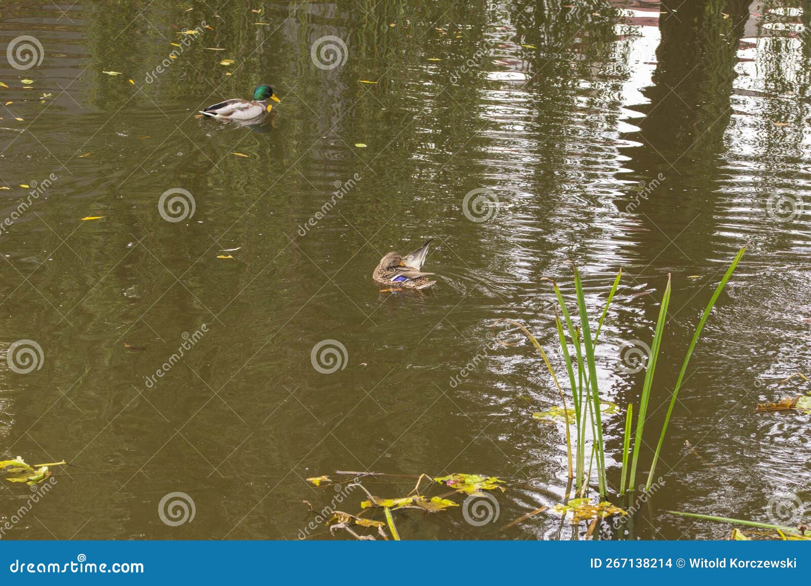 Wild but Tame Ducks on the River in the City. Summer Stock Photo ...