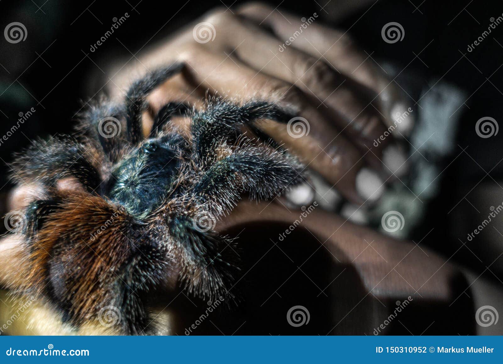 A Wild Tarantula is Sitting on a Hand in the Amazonas Stock Photo ...
