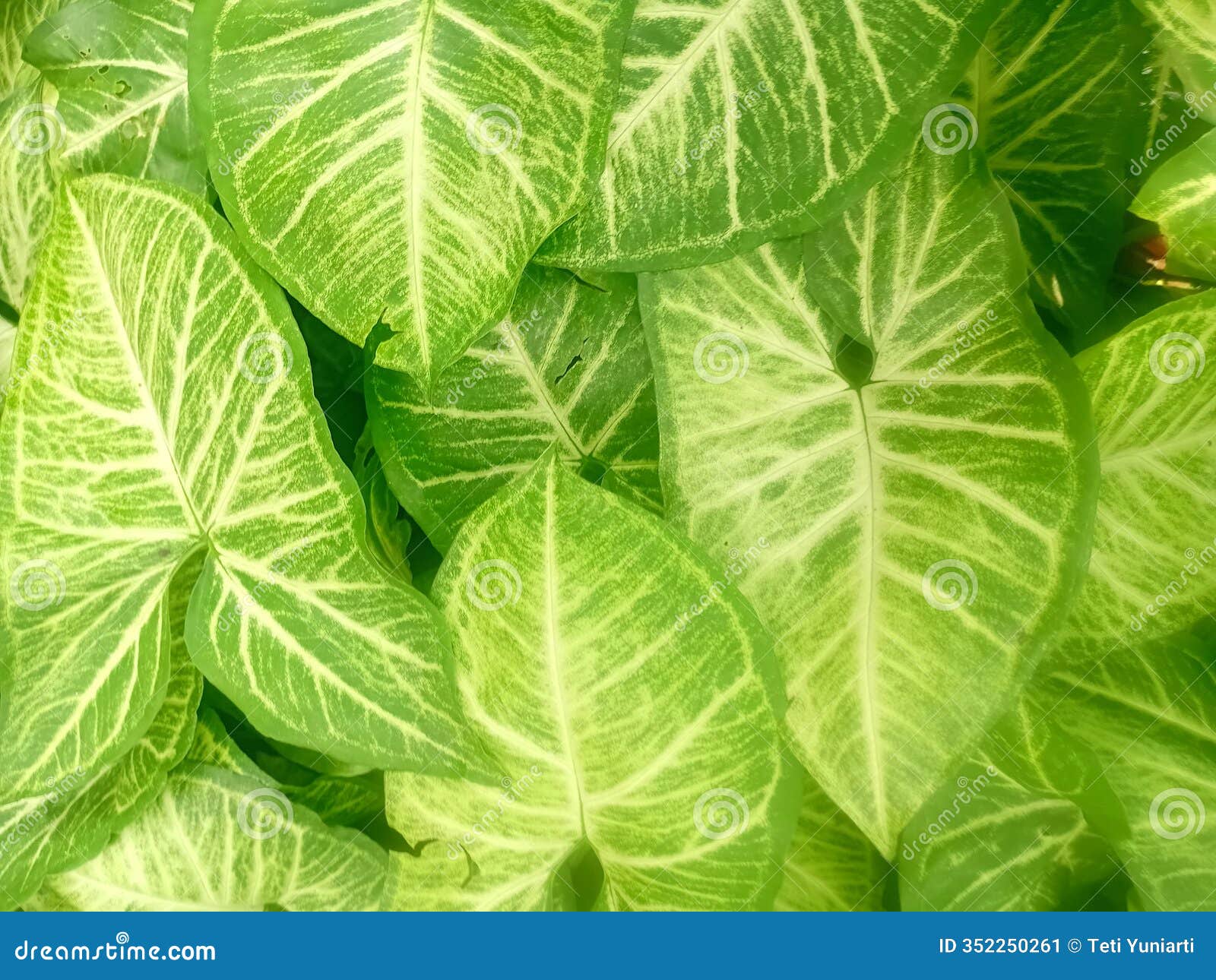 Wild Taro Stock Photography | CartoonDealer.com #196709846