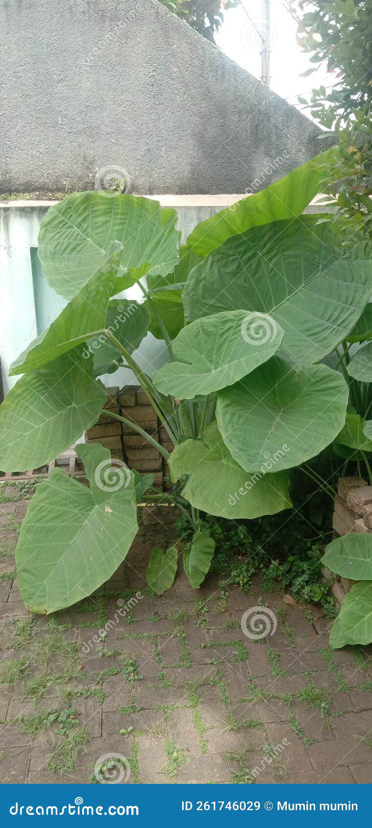 The Wild Taro Tree Grows by Itself Stock Image - Image of wild, taro ...