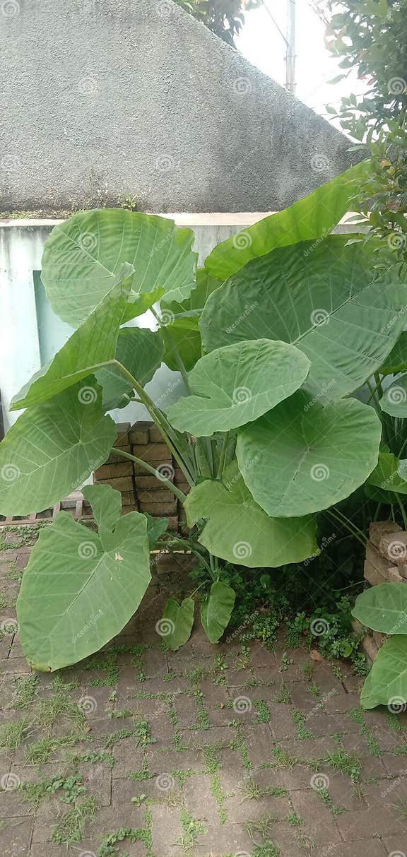 The Wild Taro Tree Grows by Itself Stock Image - Image of wild, taro ...