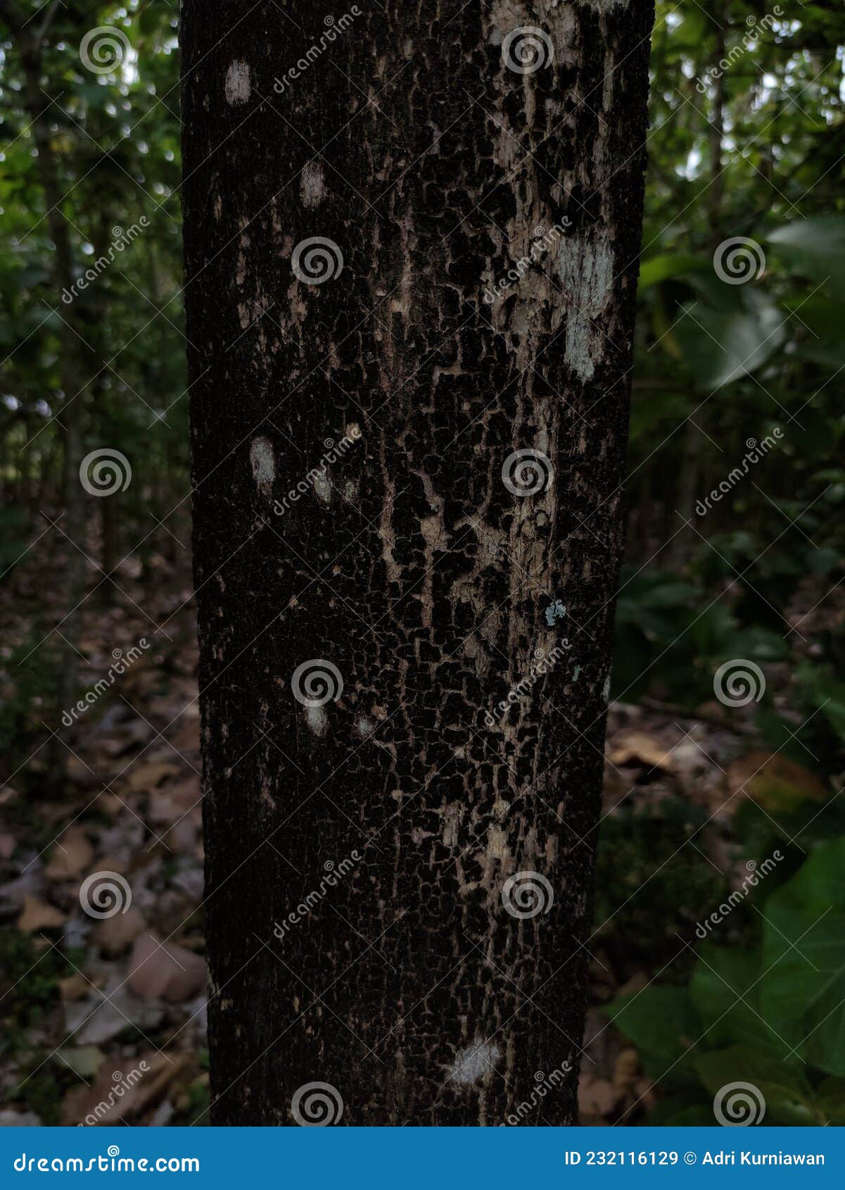 The Wild Teak Tree Trunk in the Forest Stock Image - Image of wood ...