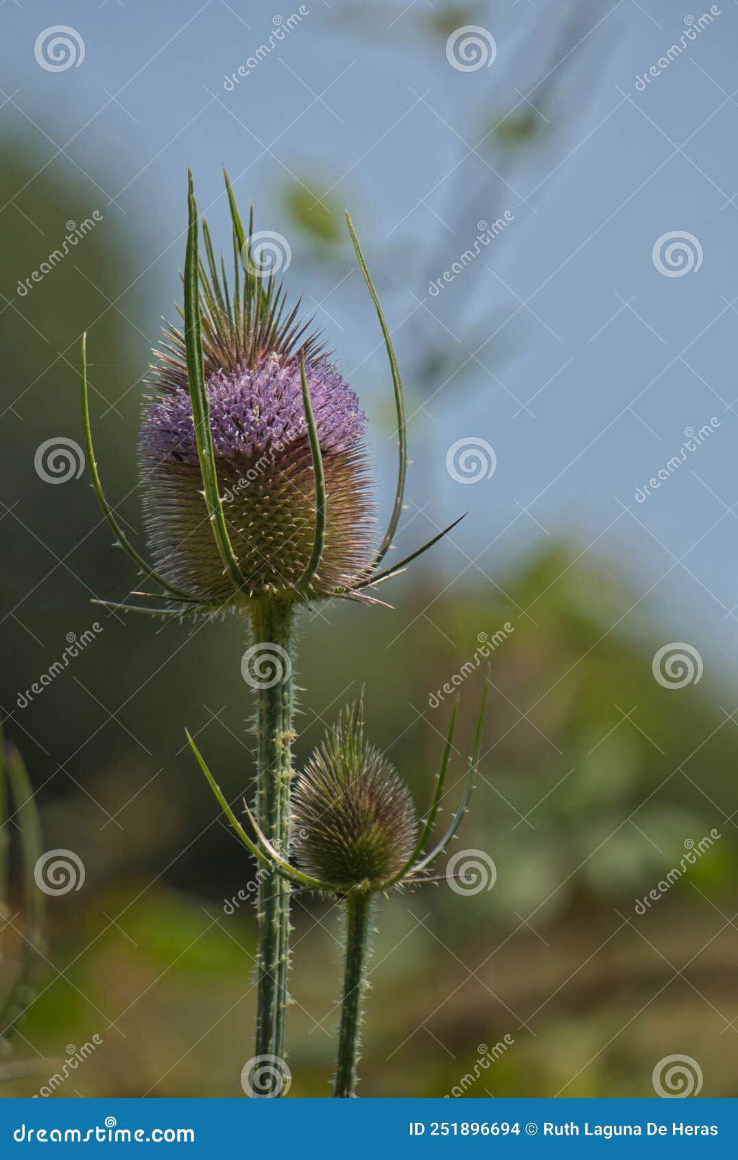 Wild Teasel, Also Known As Common Teasel or Venuscup Teasel. Botanical ...