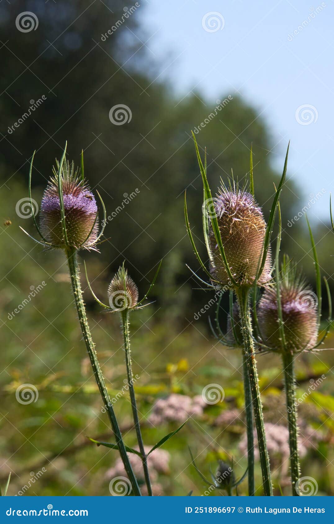 Wild Teasel, Also Known As Common Teasel or Venuscup Teasel. Botanical ...