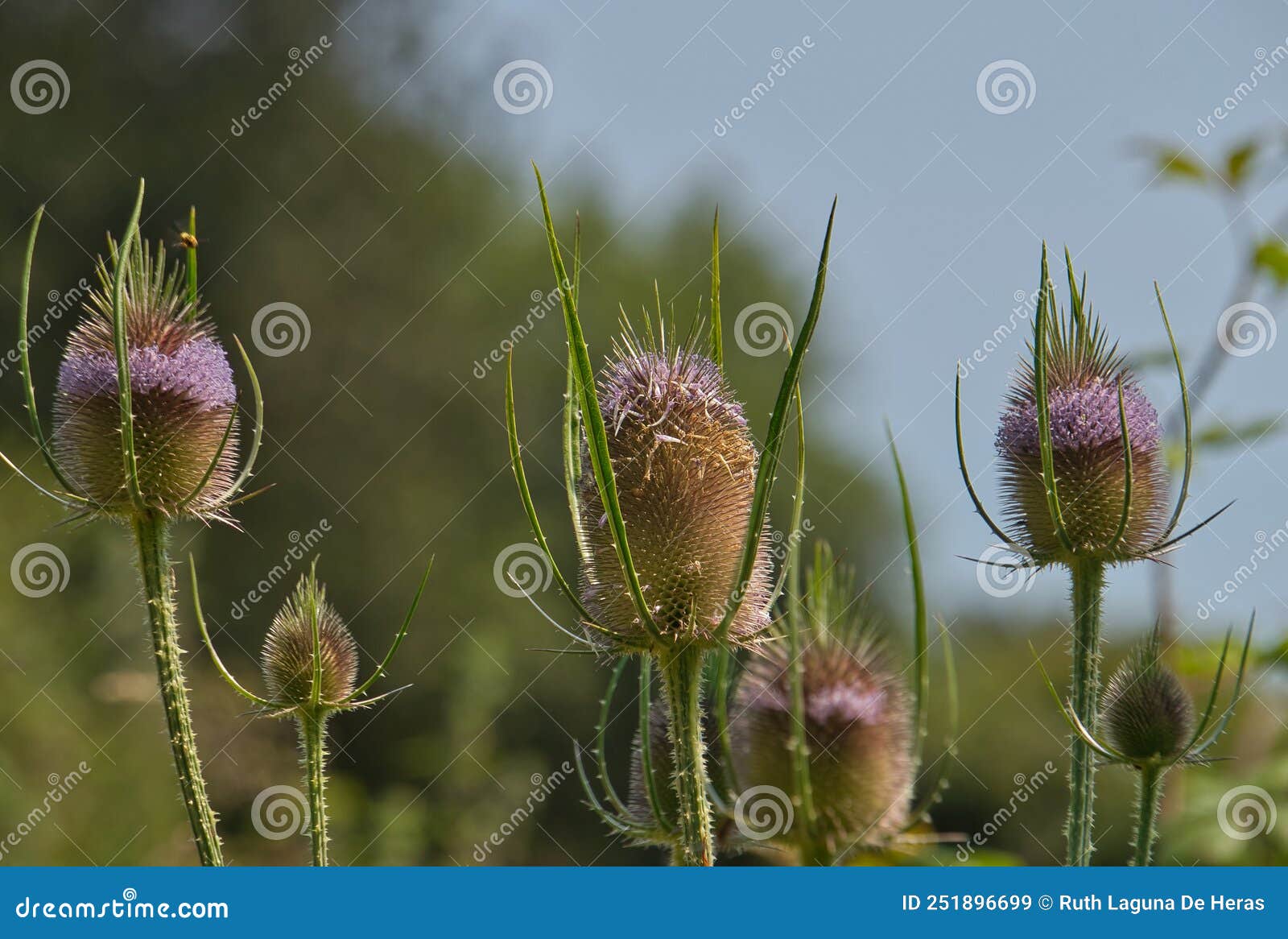 Wild Teasel, Also Known As Common Teasel or Venuscup Teasel. Botanical ...