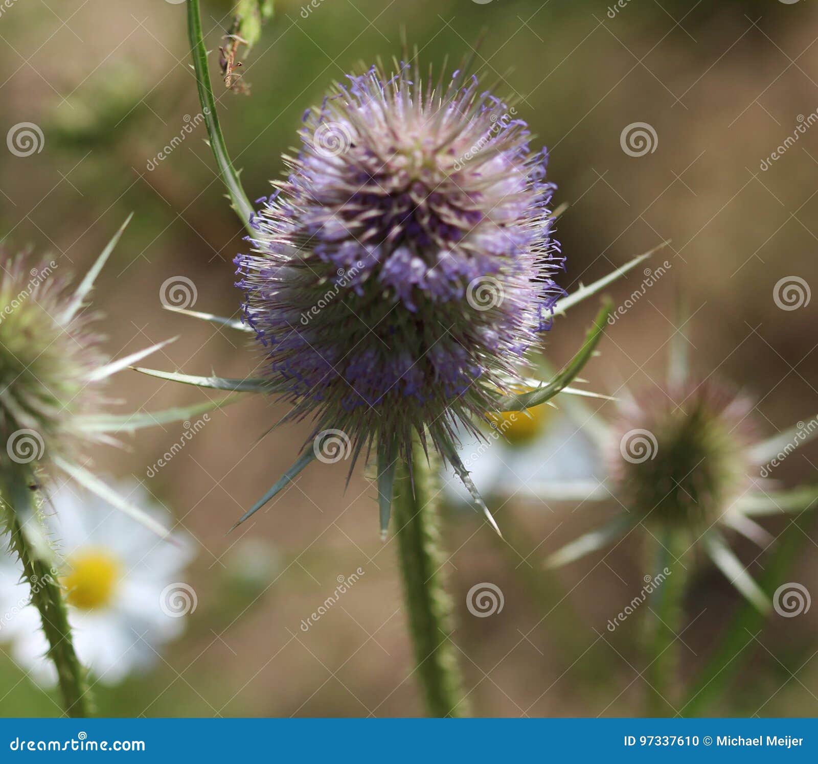 Wild teasel stock photo. Image of colorful, europe, background - 97337610