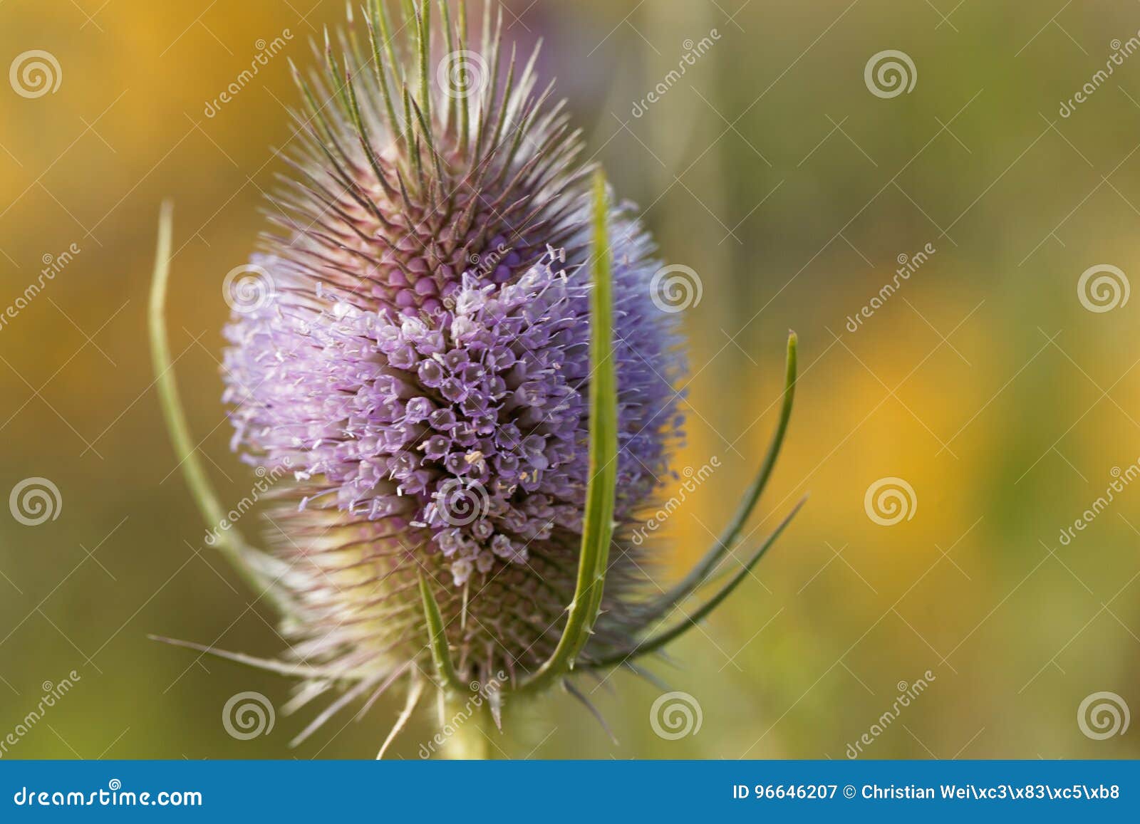 Wild Teasel, Dipsacus Fullonum Stock Image - Image of fullonum ...