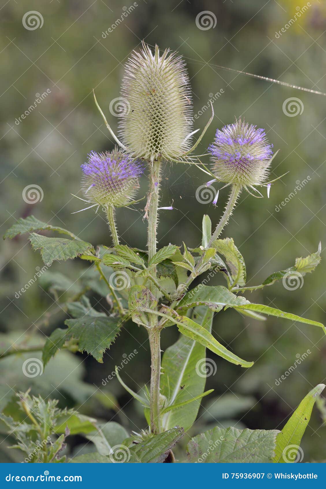 Wild Teasel stock image. Image of nature, flora, lilac - 75936907