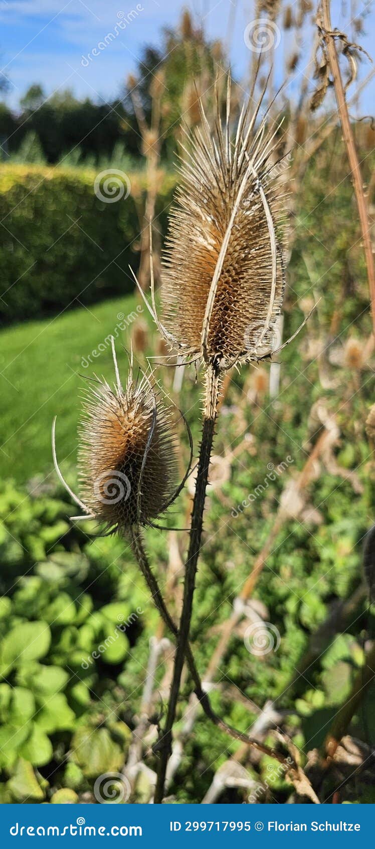 Wild Teasel or Fuller S Teasel, Dipsacus Fullonum (Dipsacus Sativus ...