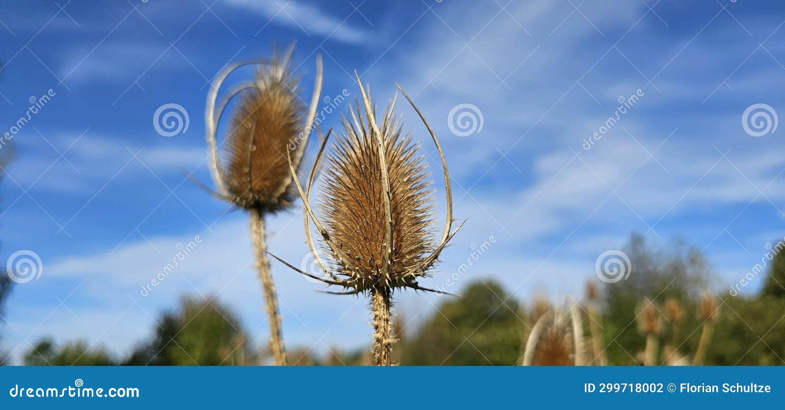 Wild Teasel or Fuller S Teasel, Dipsacus Fullonum (Dipsacus Sativus ...