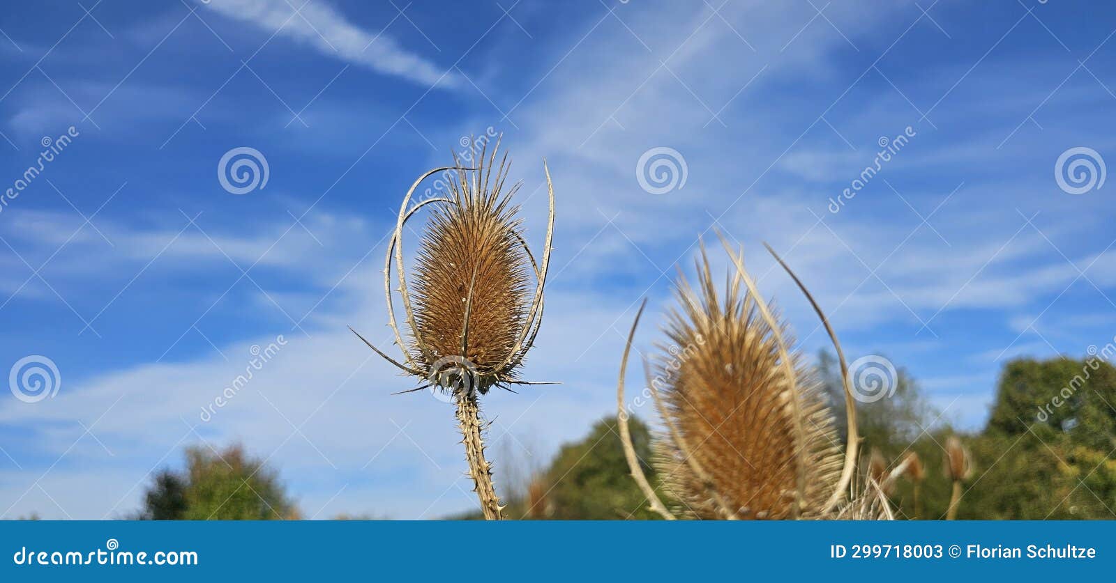 Wild Teasel or Fuller S Teasel, Dipsacus Fullonum (Dipsacus Sativus ...