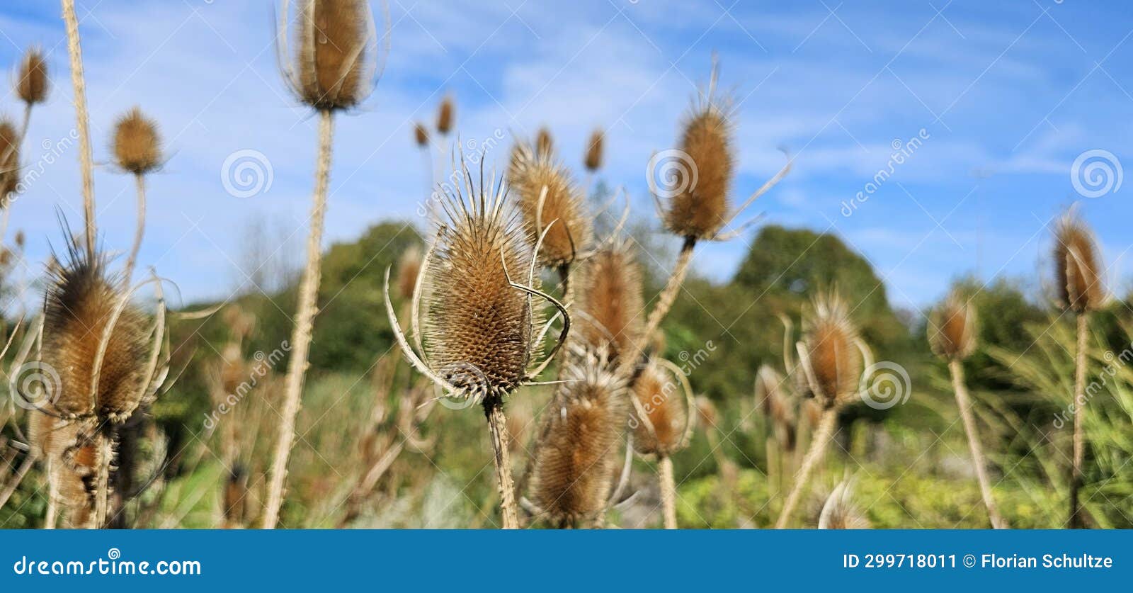Wild Teasel or Fuller S Teasel, Dipsacus Fullonum (Dipsacus Sativus ...
