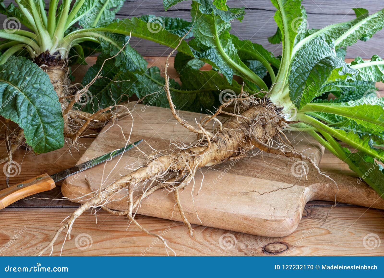 Wild Teasel Plant with Root Stock Photo - Image of remedy, healing ...