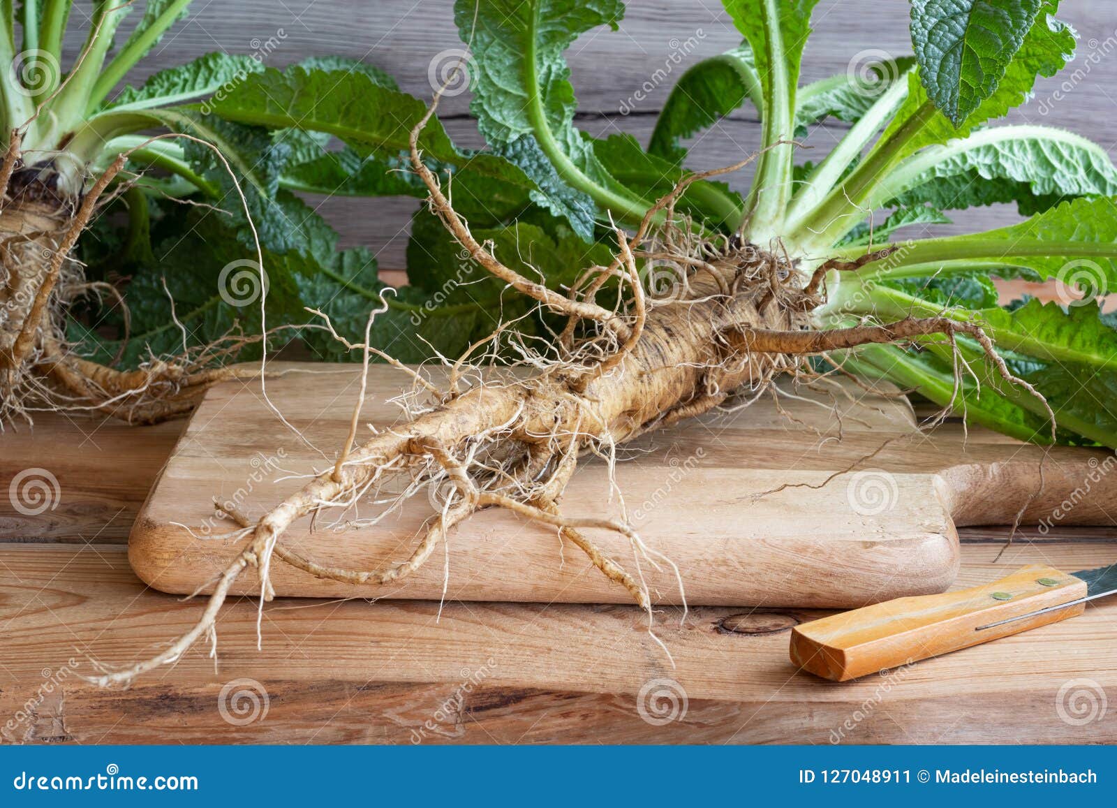 Wild teasel root and plant stock image. Image of herb - 127048911