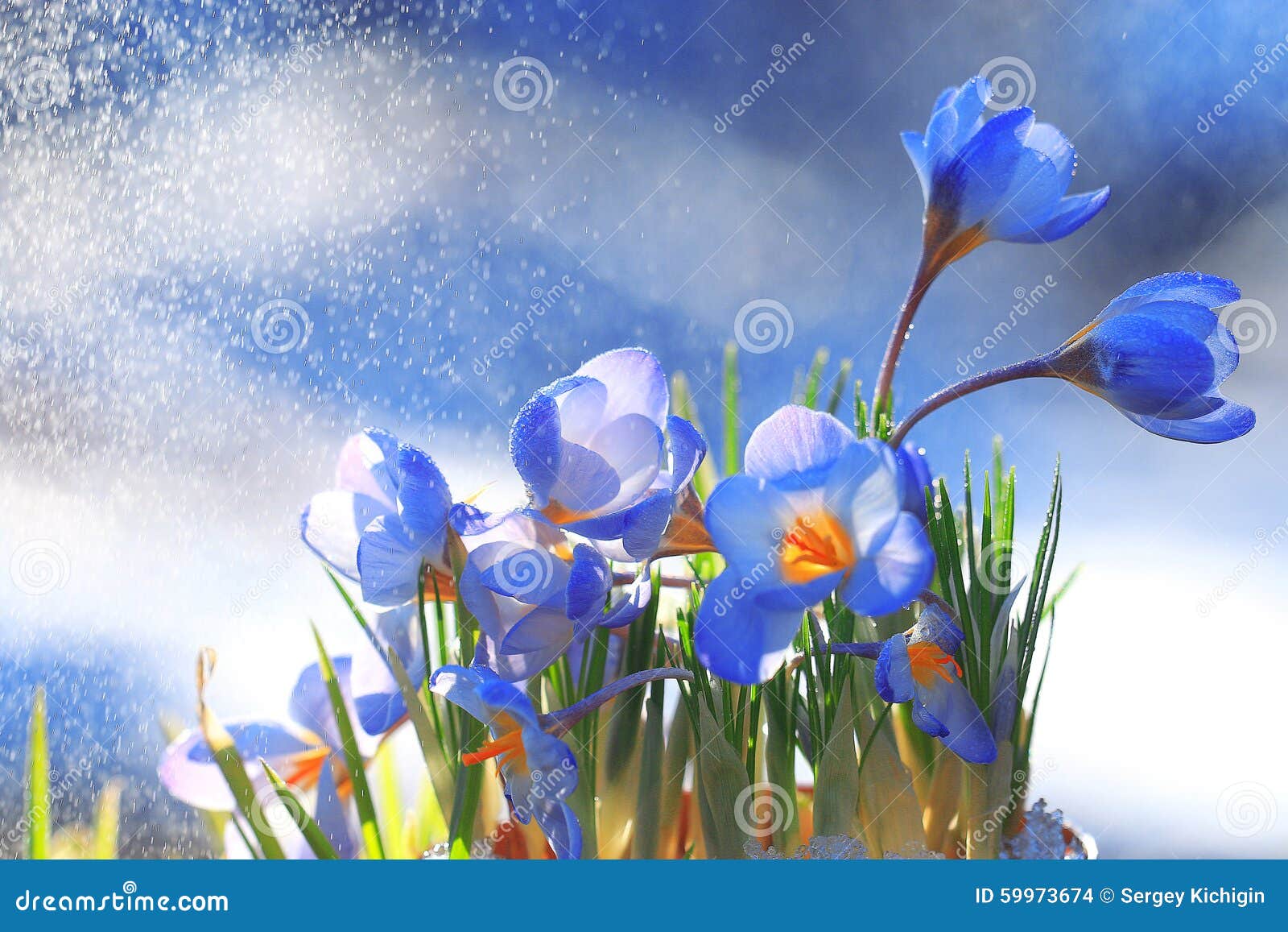 Wild tender spring flowers stock photo. Image of botanical - 59973674
