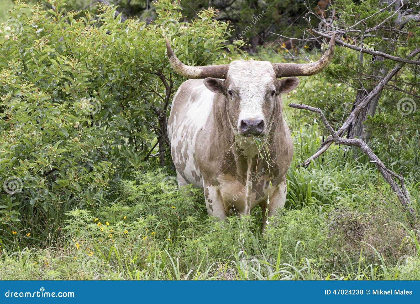 Wild Texas Longhorn in Oklahoma Stock Photo - Image of eating, ranch ...