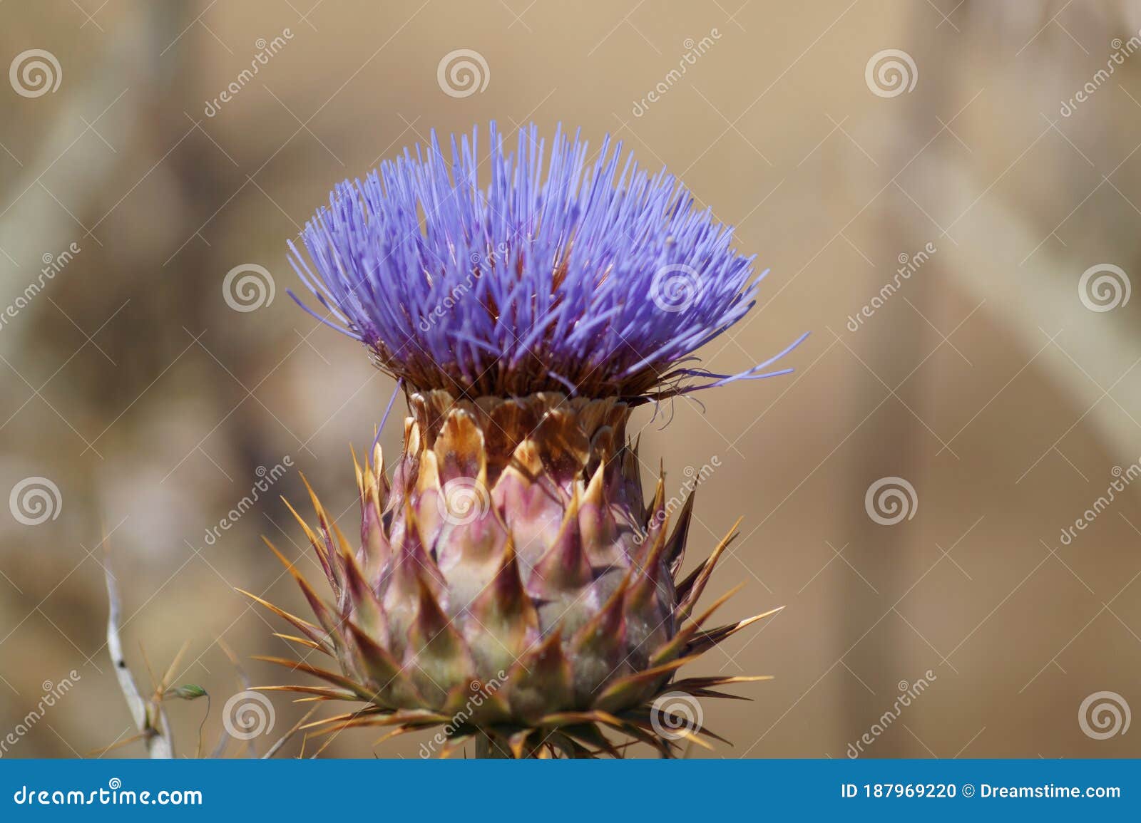 Wild thistle in the beach stock photo. Image of spike - 187969220