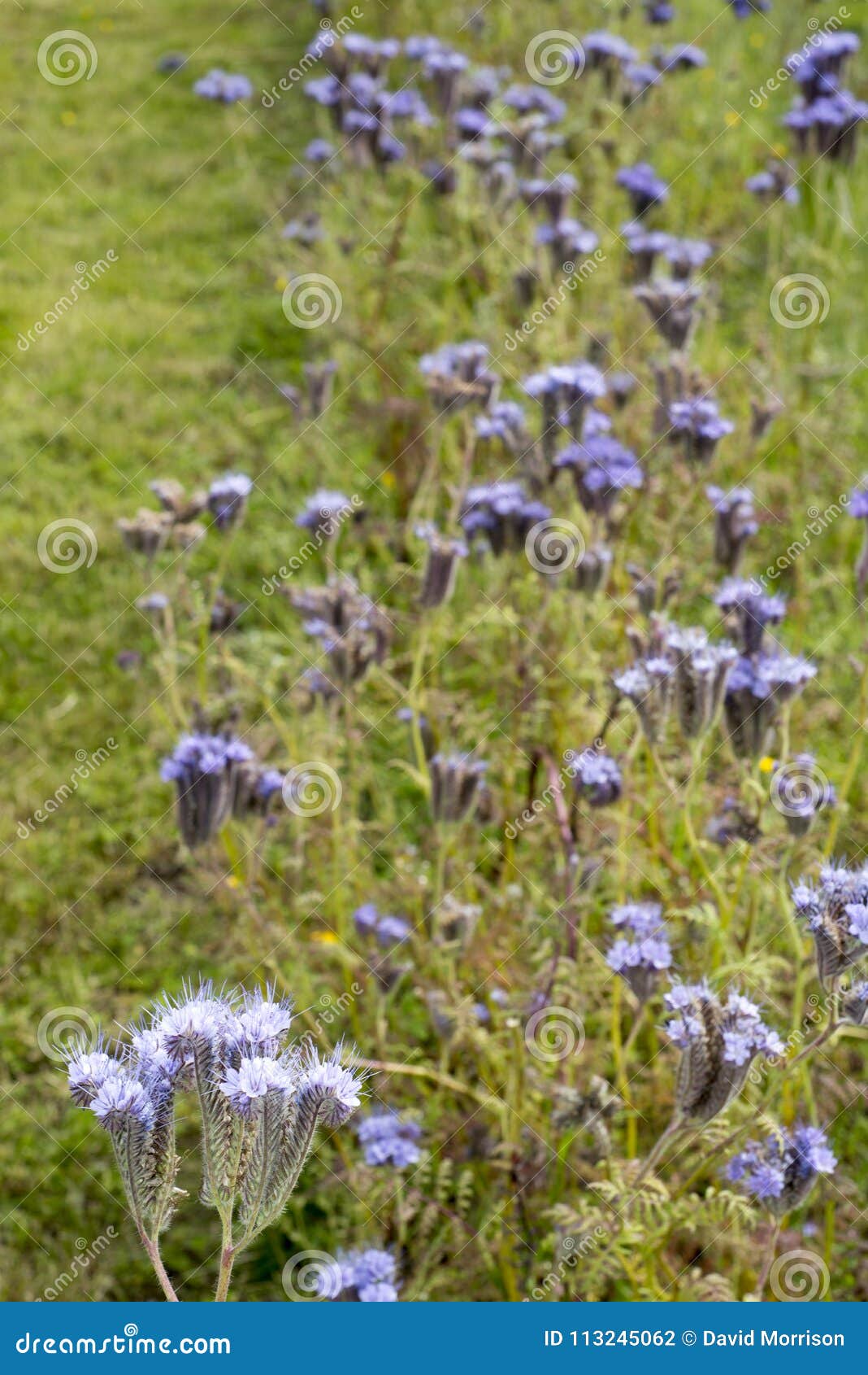 Wild thistle stock photo. Image of scottish, natural - 113245062