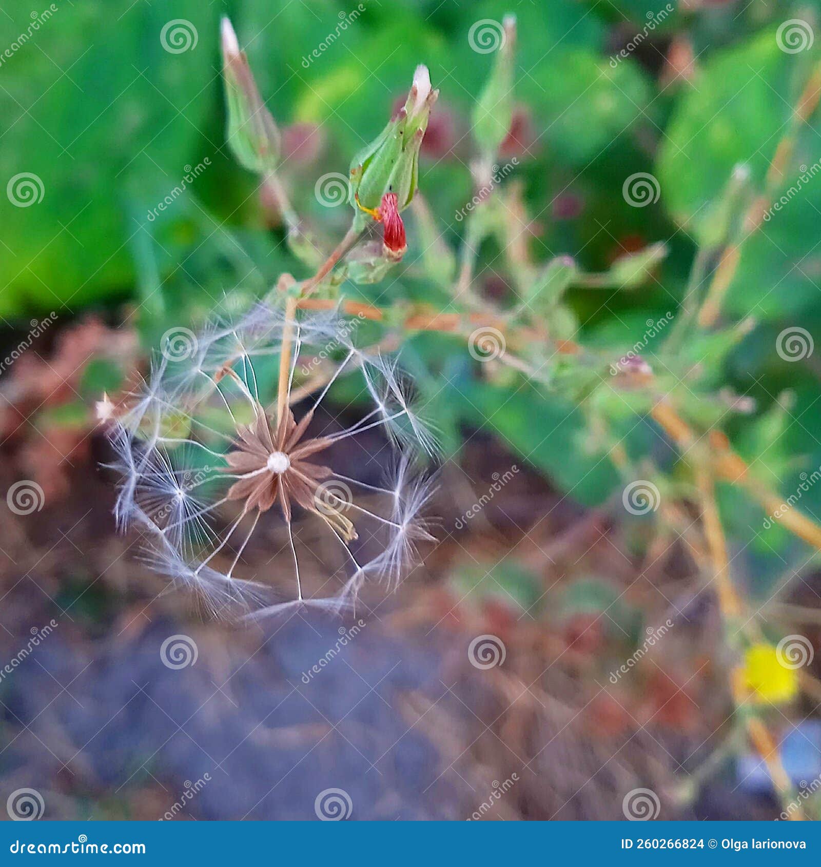 The Wild Thorn Grows among the Grass. Stock Photo - Image of produce ...
