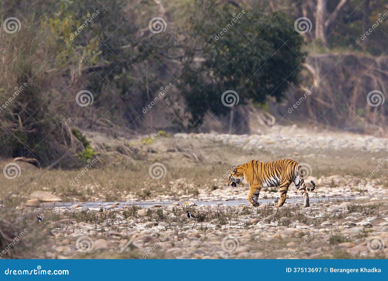 Wild tiger female stock image. Image of walking, tiger - 37513697